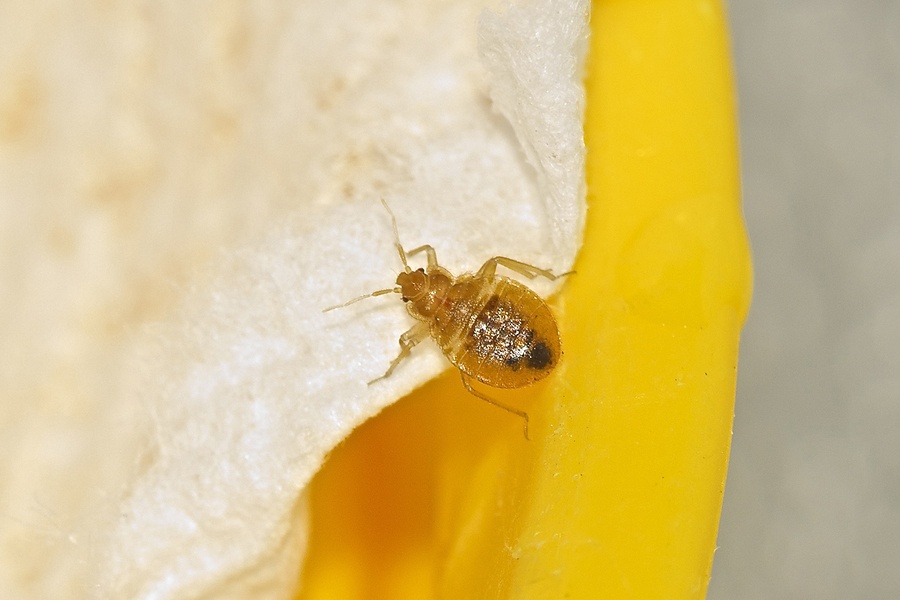 The Surprising Differences Between Bed Bugs and Dust Mites